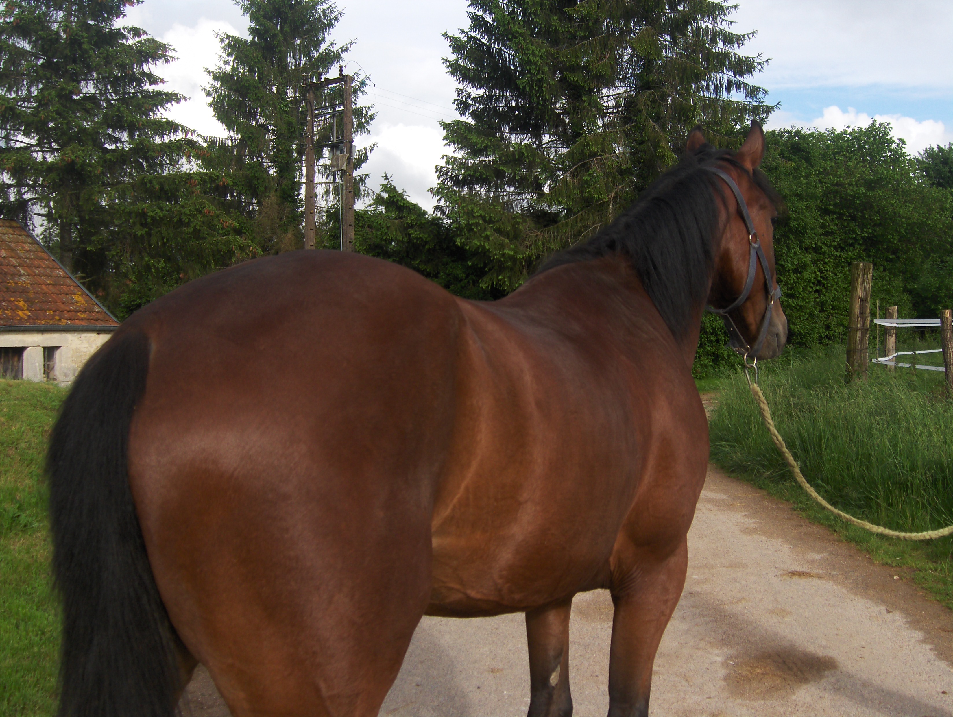 Elevage de Sautreuil